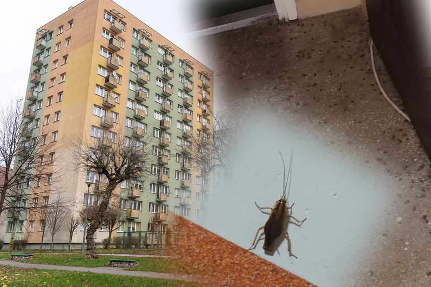 Prusaki zmieniły nasze życie w koszmar. Po naszej interwencji